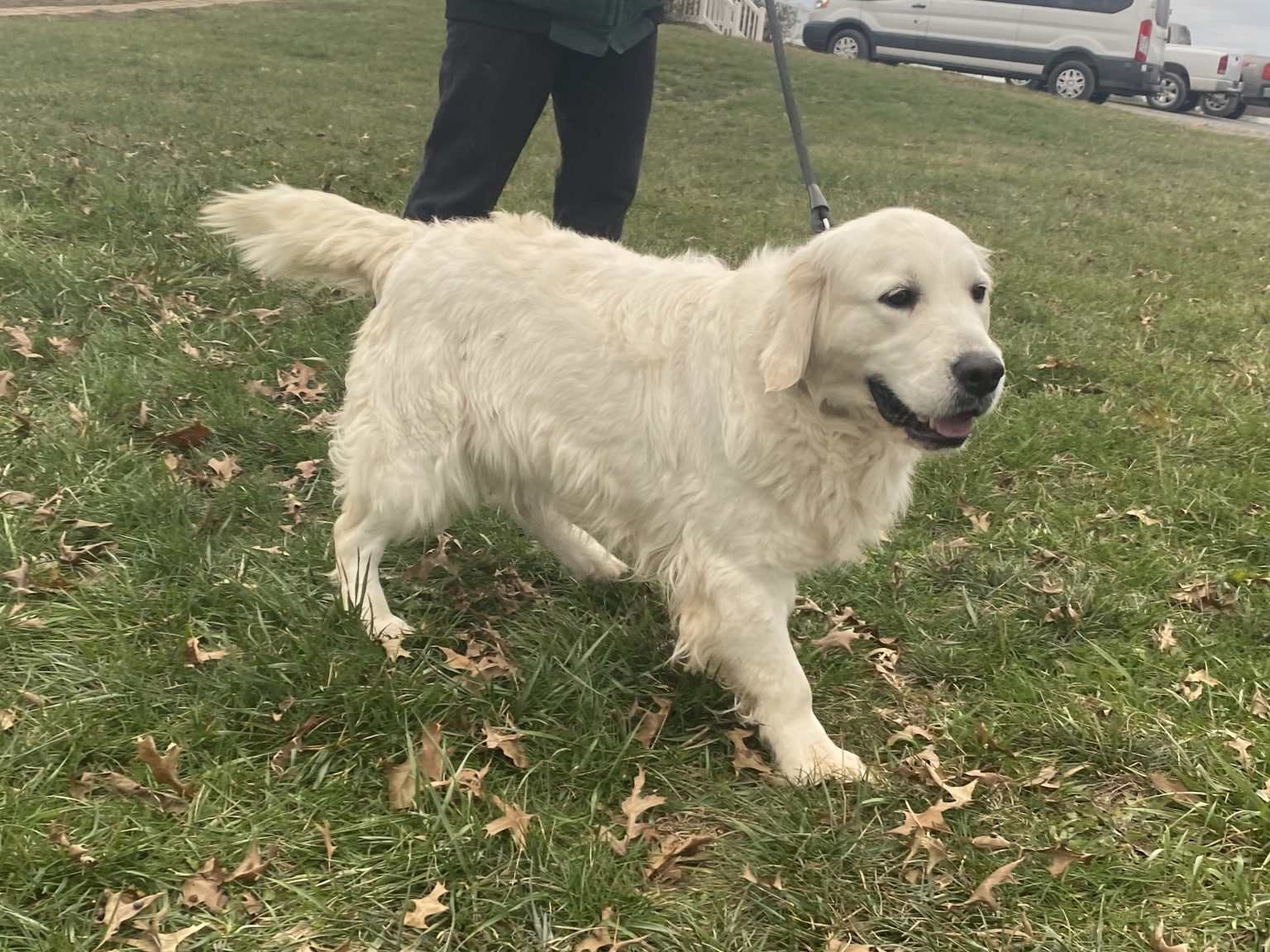 Rus Pekos Asti (Alpha) – Raberg’s English Creme Golden Retrievers