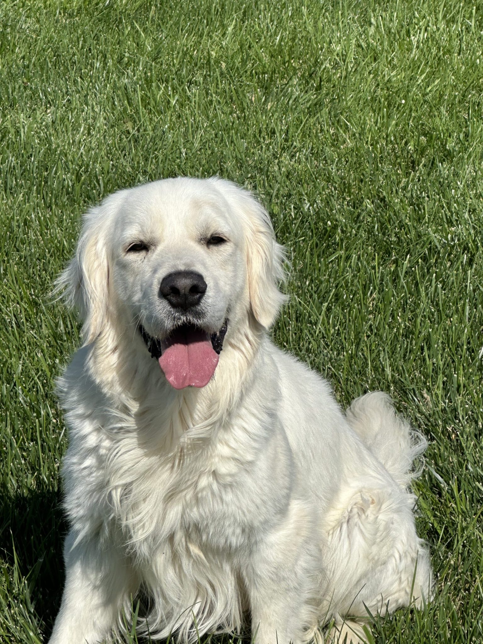 Raberg Maximus – Raberg’s English Creme Golden Retrievers